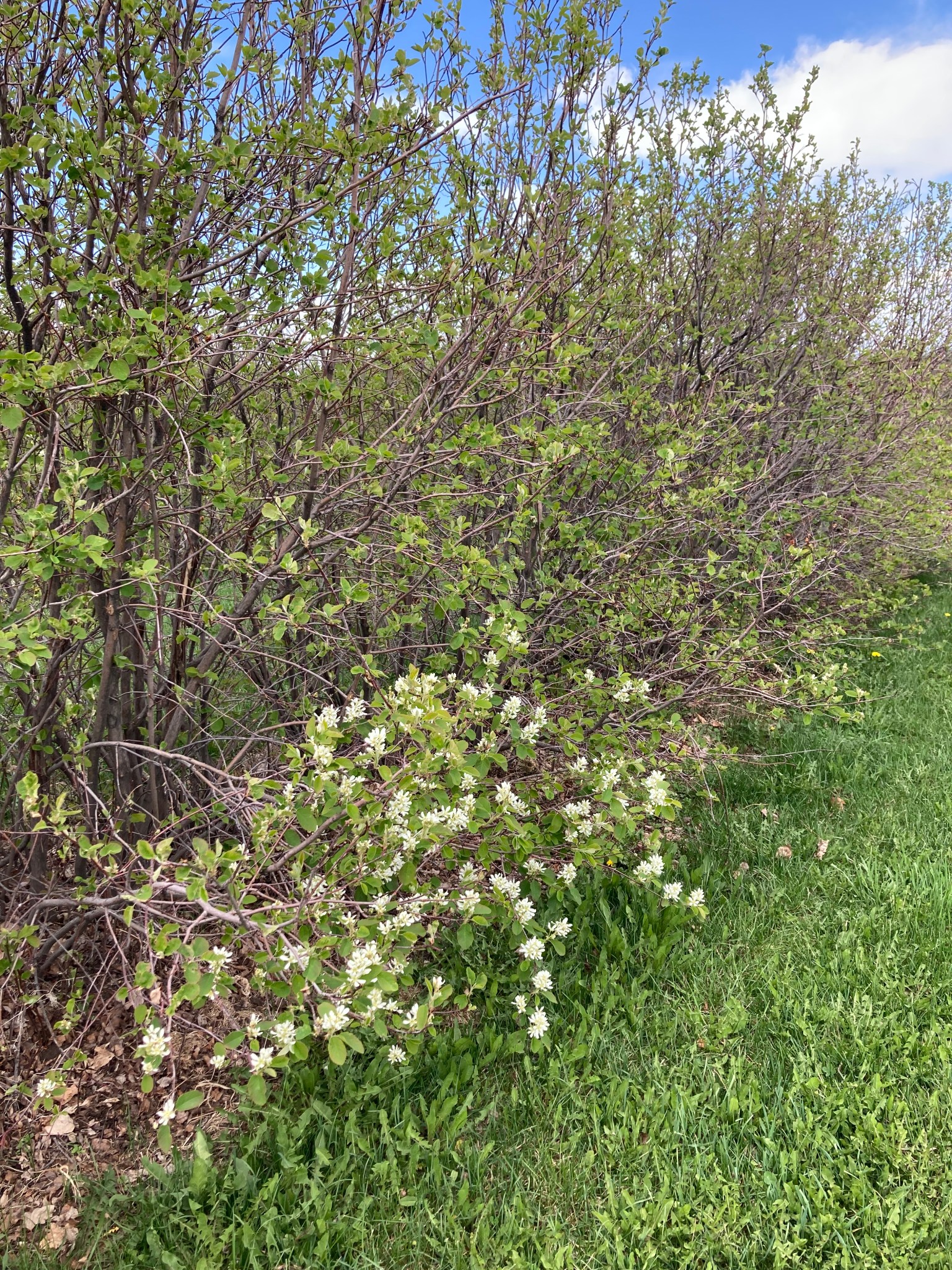 A Welcome Rain – Sweet Life Saskatoons