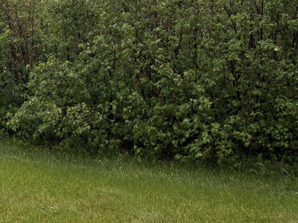A Welcome Rain – Sweet Life Saskatoons